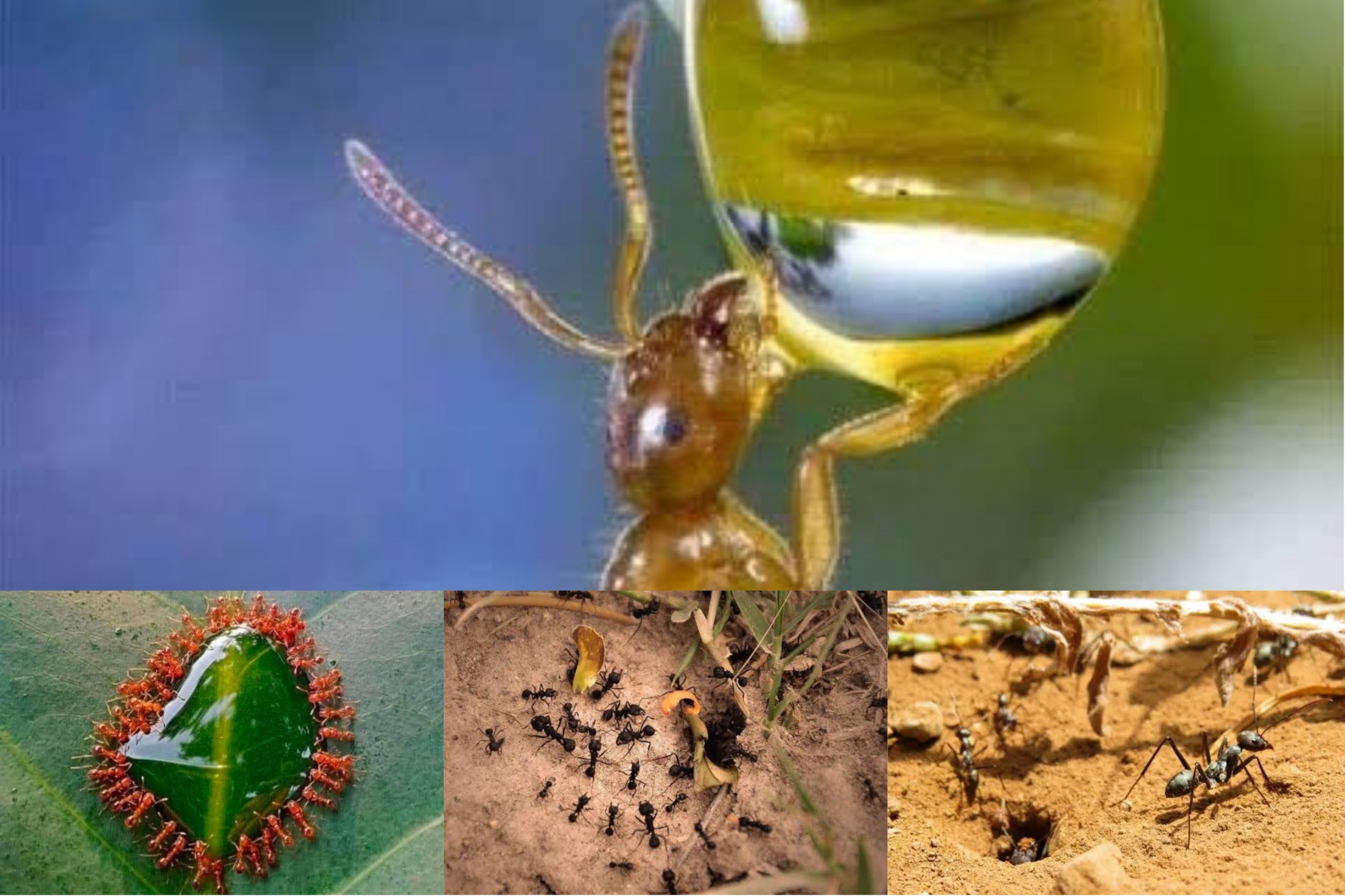 Sociedad Animal: El importante trabajo de las hormigas | Puerto ...